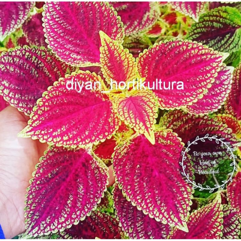 Jual Tanaman Hias Miana Jawer Kotok Bunga Caleus Iler/Liler Stek Batang ...