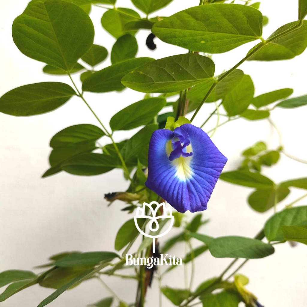 Jual BUNGA TELANG | EDIBLE FLOWERS Indonesia|Shopee Indonesia