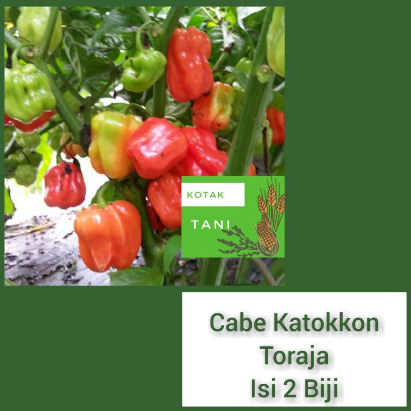 Jual 2 Benih Cabe Hias Katokkon Toraja Bibit Tanaman Hias Berkualitas ...