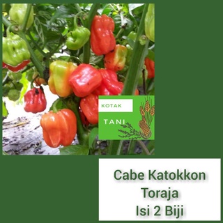 Jual 2 Benih Cabe Hias Katokkon Toraja Bibit Tanaman Hias Berkualitas ...