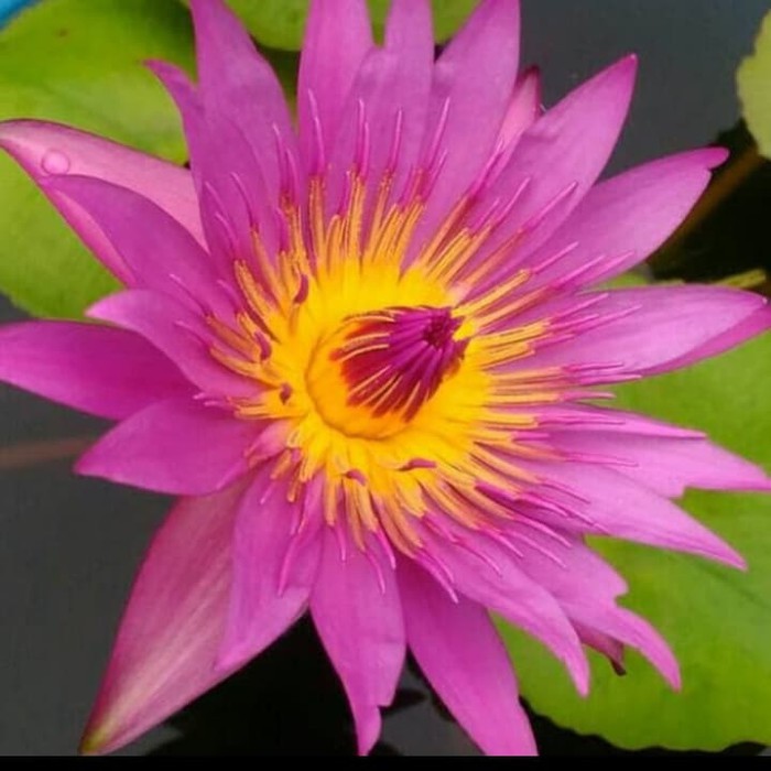 Jual Paket 3 Pohon Tanaman Teratai Bunga Teratai Tanaman Air