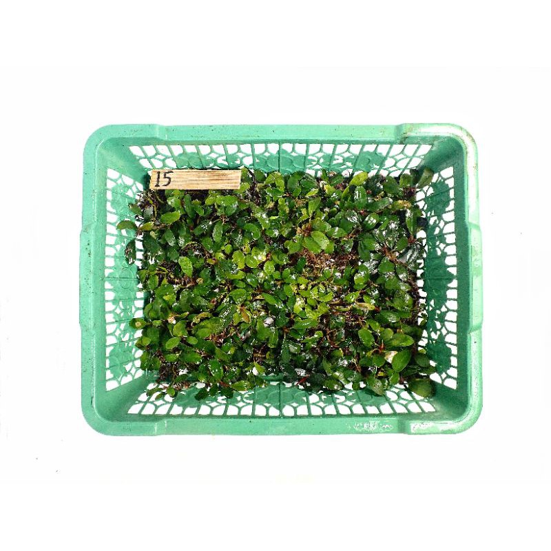 Jual Bucephalandra Green Jade | Shopee Indonesia