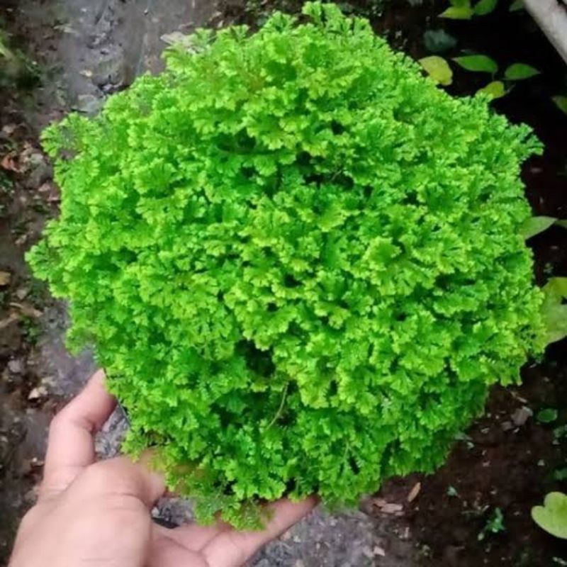 Jual Lumut Papua Tanaman Hias Rumput Papua Cantik | Shopee Indonesia
