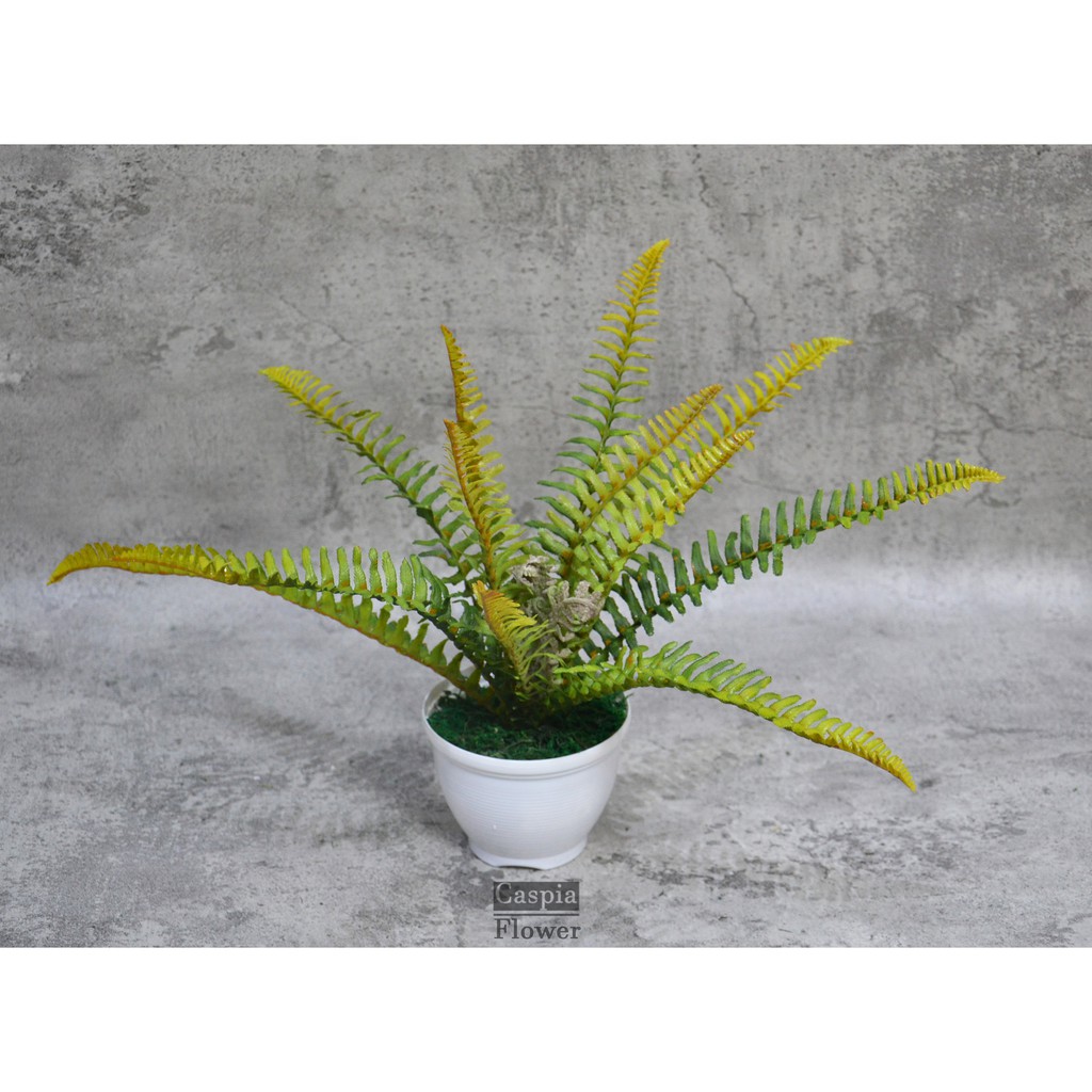 Jual Daun Pakis Artificial (PL) Indonesia|Shopee Indonesia