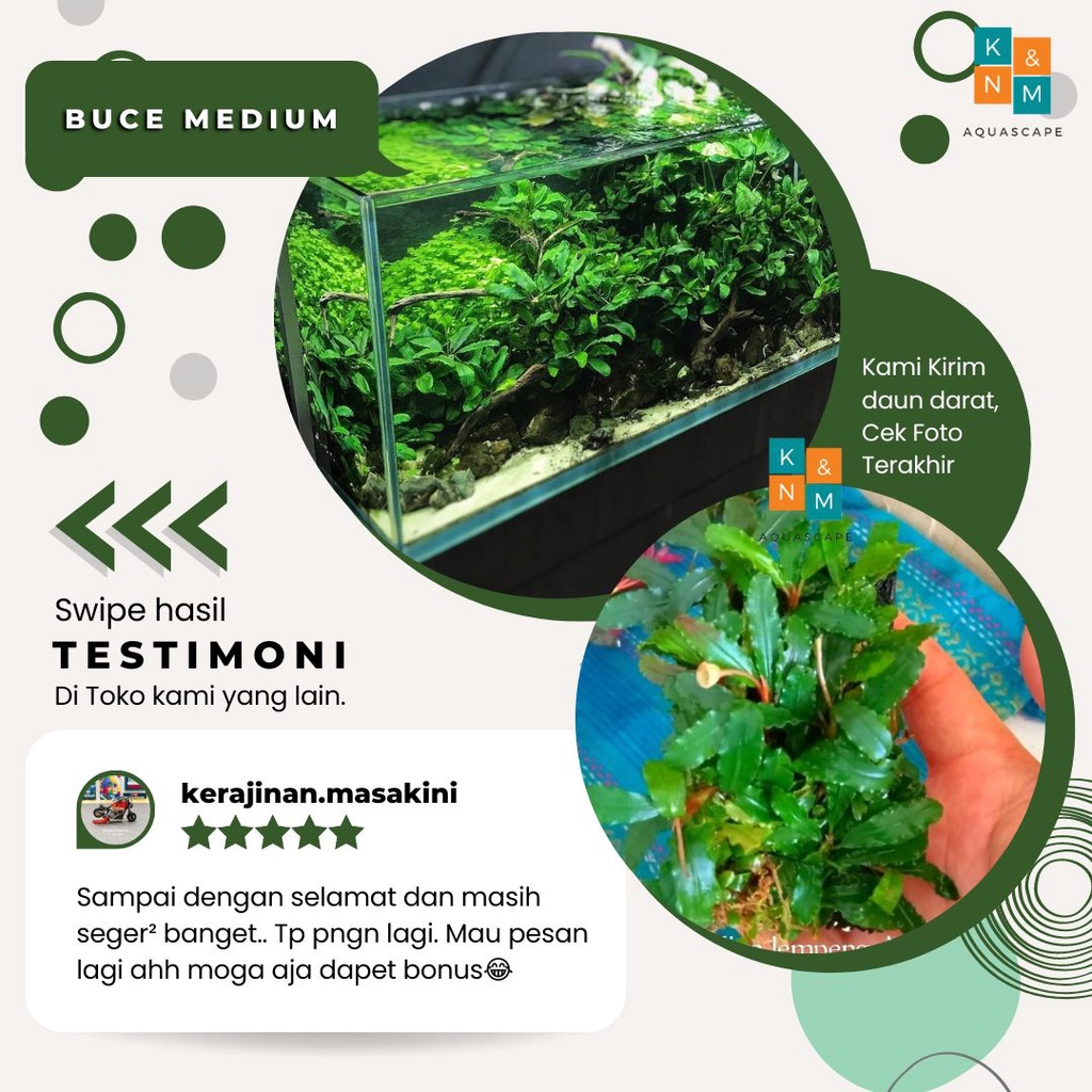 Jual Buce Phalandra Bucephalandra Daun Medium Tanaman Tumbuhan Aquascape Tanpa Low Co2 Aquarium ...