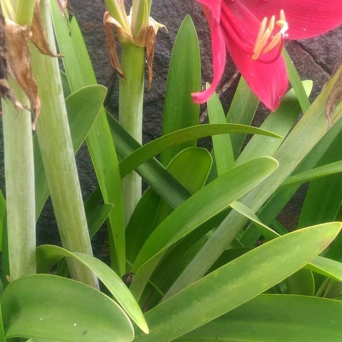 Jual pohon tanaman hias bunga bakung merah - amarilis merah ( Tanaman ...