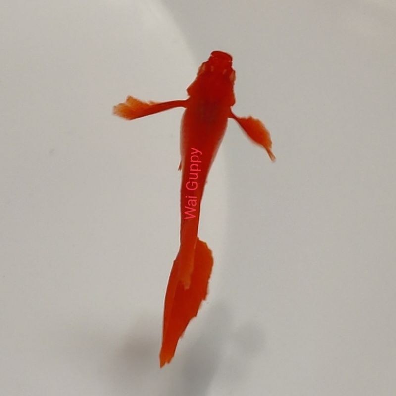 Jual Albino Full Red Big Red Ear AFR Big Red Ear Genetik Stabil ...