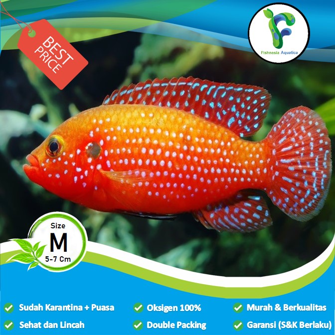 Jual Ikan Hias Aquascape Red Jewel Cichlid/Red Forest Jewel Cichlid ...