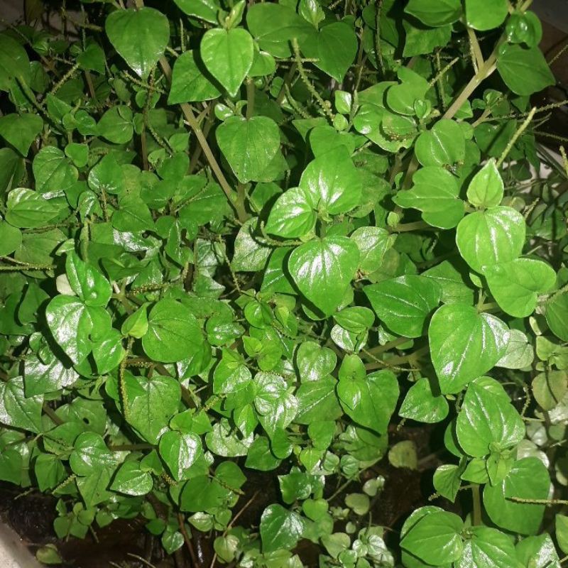 Jual tanaman herbal suruhan/tumpang air/sirih cina | Shopee Indonesia