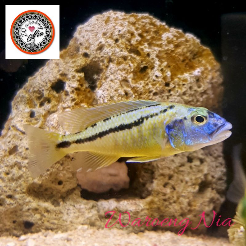 Jual Cichlid Hap Aristochromis Christyii / Malawi Hawk | Shopee Indonesia