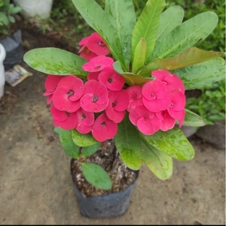 Jual Bunga Mahkota Duri Merah Tanaman Hias Euphorbia Segar Eporbia ...