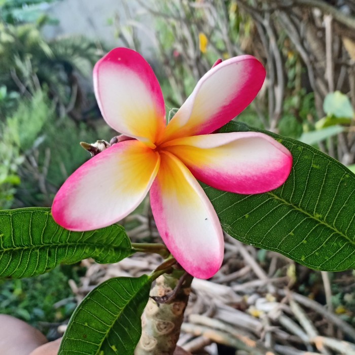 Jual Bibit Stek Pohon Kamboja Bali Bunga Merah Putih | Shopee Indonesia