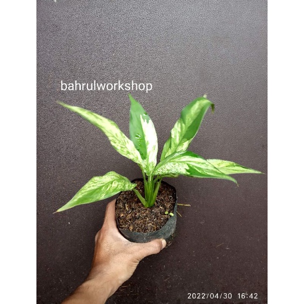 Jual tanaman hias sepatu film varigata / peace Lily variegata Indonesia ...