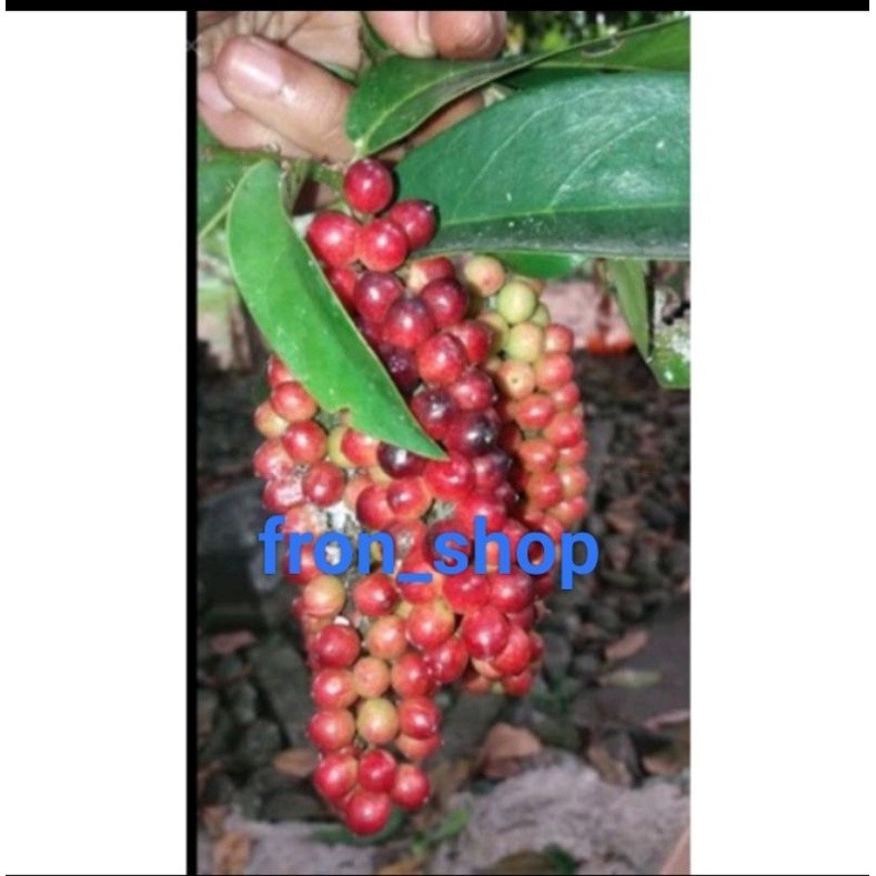 Jual BUAH WUNI HUNI | BUAH BUNI | BUAH RUJAKAN PETISAN 1KG | Shopee ...