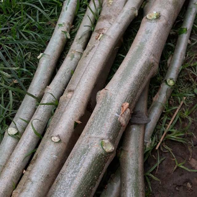 Jual Stek singkong mentega / 8 batang | Shopee Indonesia