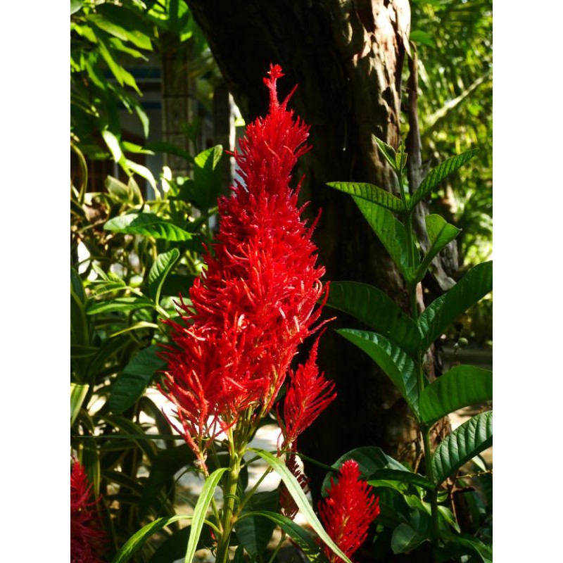 Jual Bunga celosia warna (jengger ayam) | Shopee Indonesia