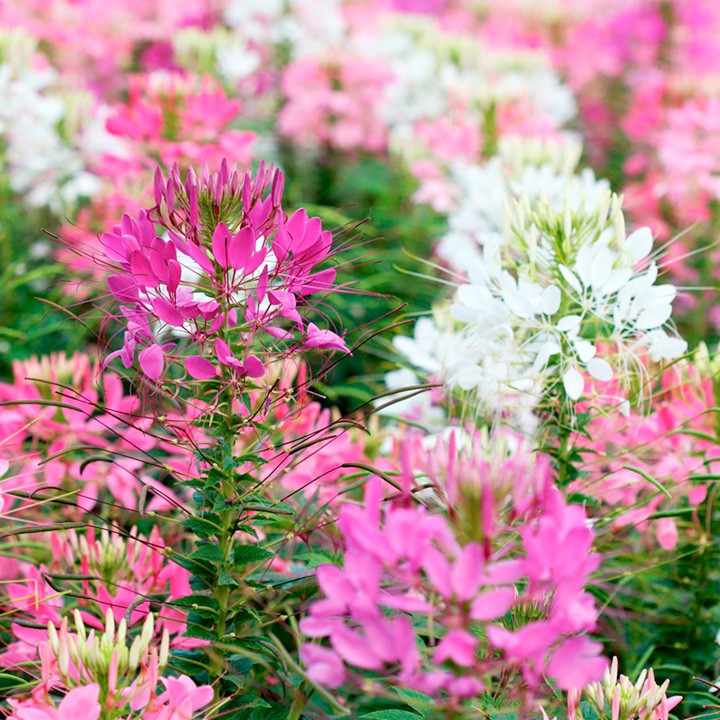 Jual isi 20 Benih Biji Bunga laba2 Cleome Colour Fountain Merk Mr ...