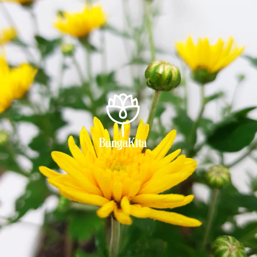 Jual Tanaman Aster Kuning | Shopee Indonesia