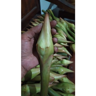 Jual BUNGA RIAS/ KECOMBRANG /LAKSA HONJE SEGAR FRESS | Shopee Indonesia