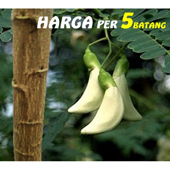 Jual Bibit Tanaman Batang Bunga Turi Sistem stek (12 cm) | Shopee Indonesia