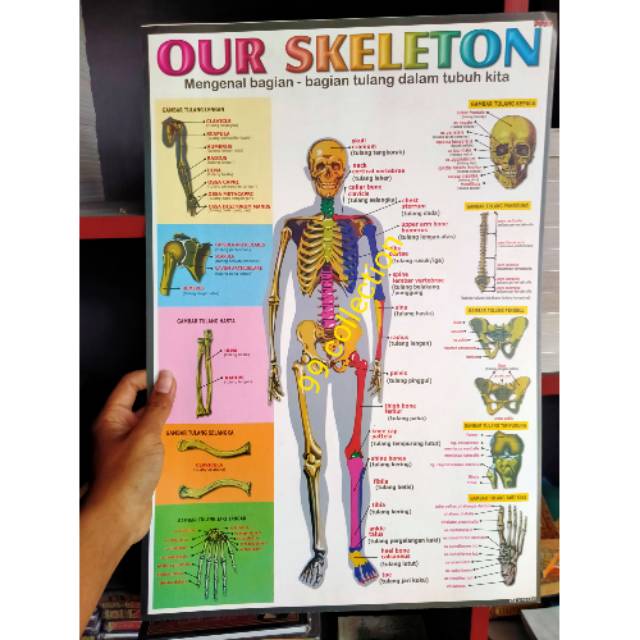 Jual Poster anggota badan poster organ anggota poster murah | Shopee ...