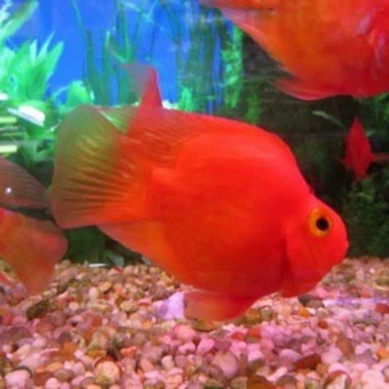 Jual Ikan Red Parrot Ukuran Kurang Lebih 7-8cm (Ikan Hongsui) | Shopee ...