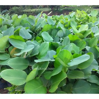 Jual Tanaman Hias Calathea Lutea I Pisang Calathea | Shopee Indonesia