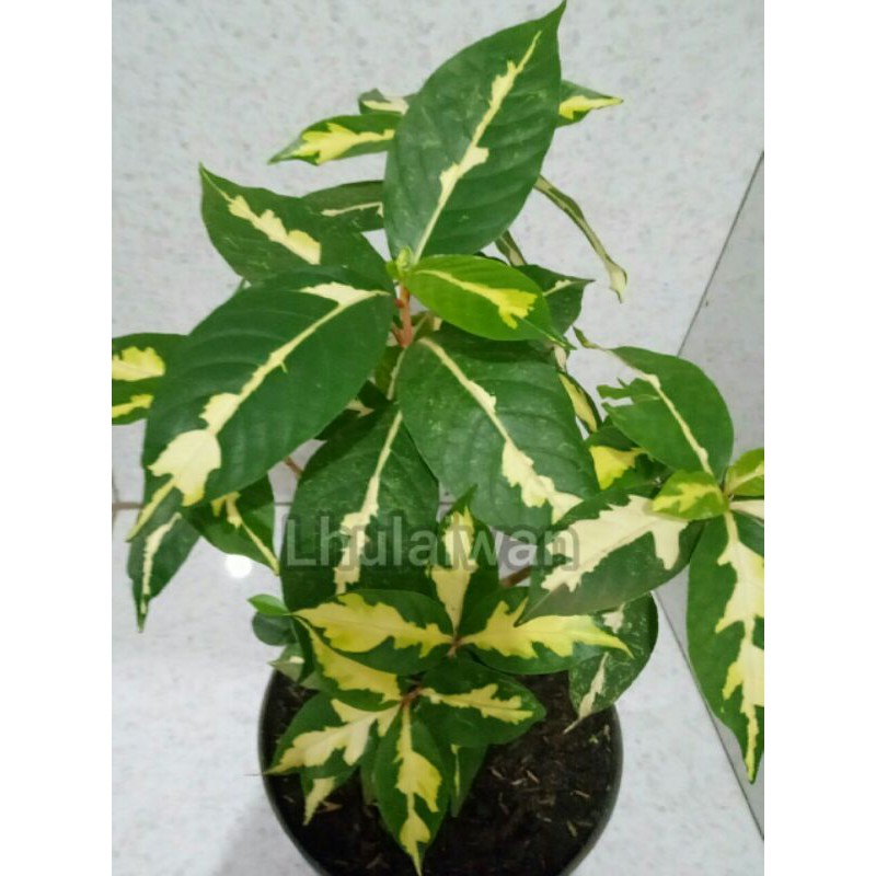 Jual Tanaman hias handelem varigata atau handeuleum varigata | Shopee ...