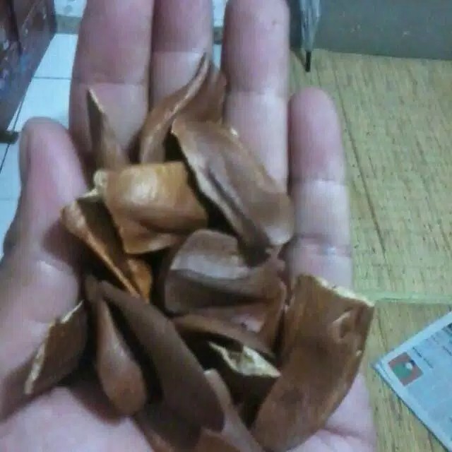 Jual Benih Mahoni (Swietenia macrophylla King) | Shopee Indonesia
