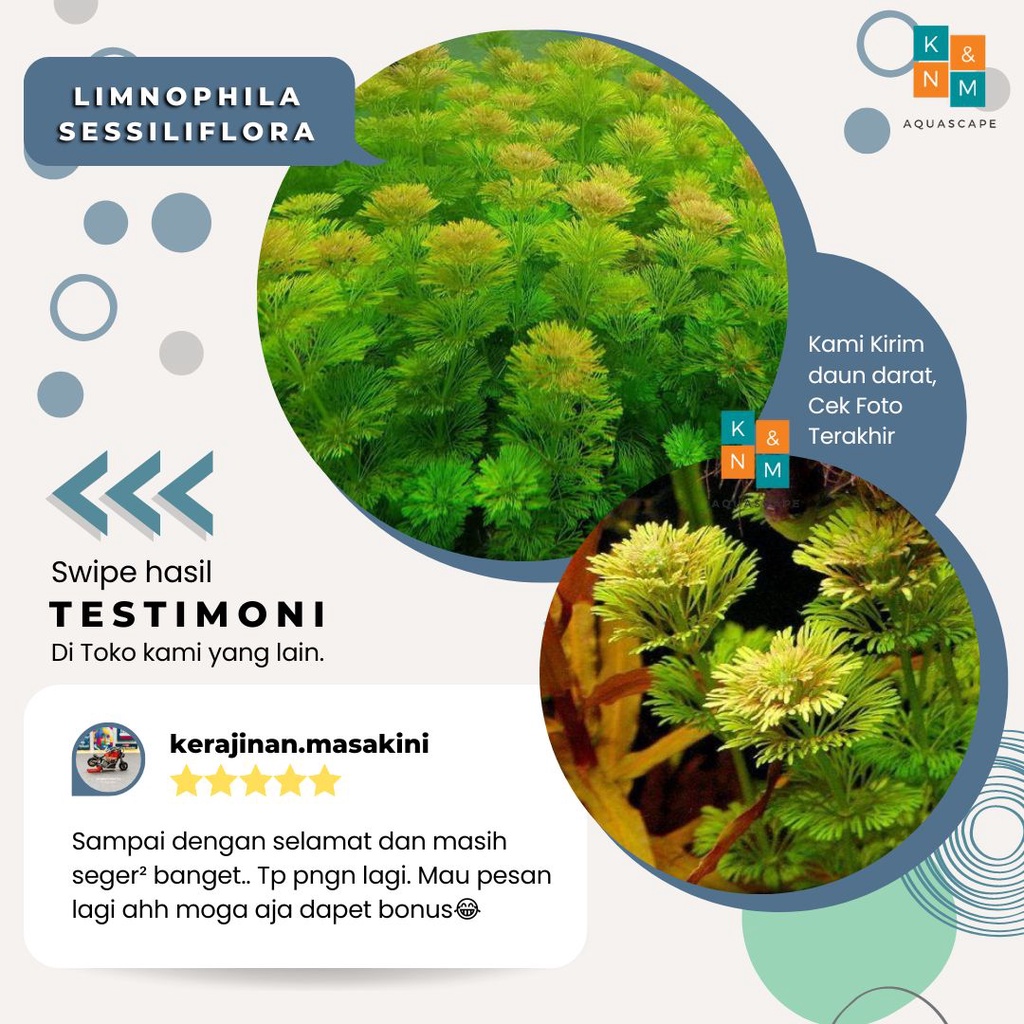 Jual Limnophila Sessiliflora Tanaman Tumbuhan Stamp stem Aquascape ...