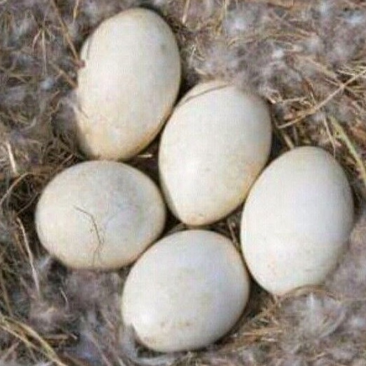 Jual Telur Soang Fertil - Telur Angsa Fertil - Telur Soang untuk di ...