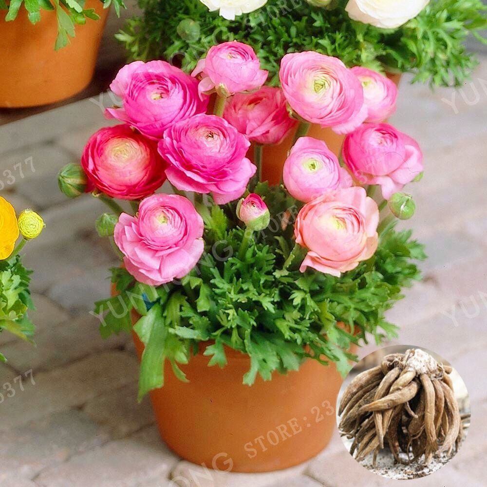 Jual Benih Bibit Bunga Ranunculus Pink (Persian Buttercup) Indonesia ...
