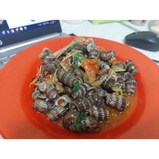 Jual tutut/keong nenek | Shopee Indonesia