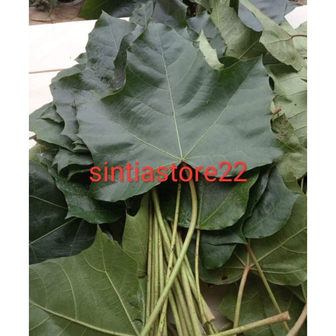 Jual Daun kemiri atau daun muncang per 1 kg | Shopee Indonesia