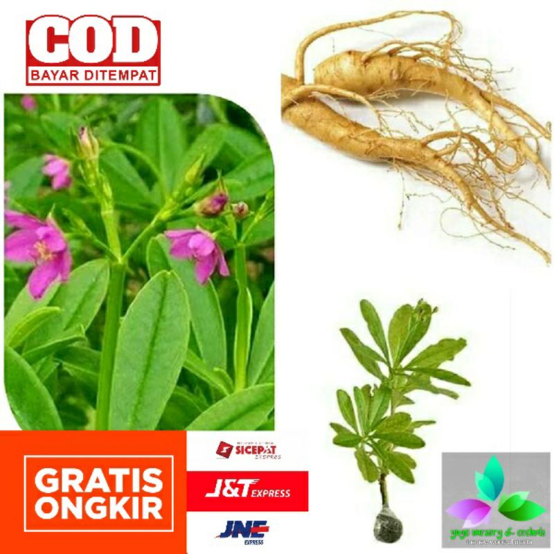 Jual Bibit pohon tanaman ginseng jawa / som jawa obat herbal | Shopee ...