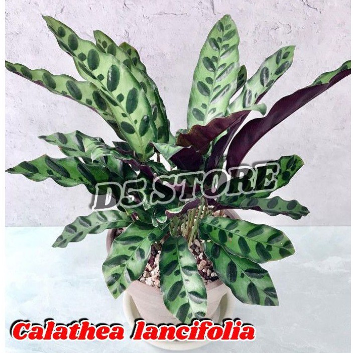 Jual Calathea Tanaman calathea Tanaman calatea Tanaman hias calathea ...