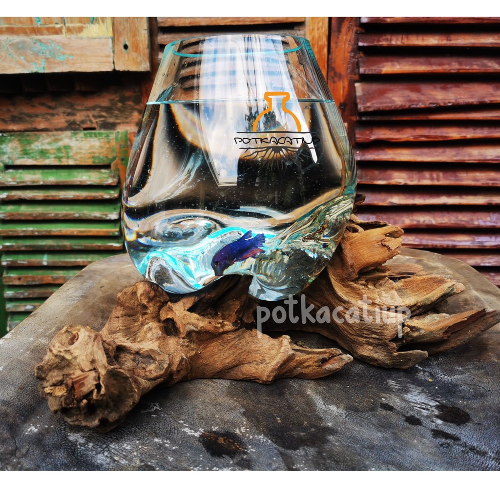 Jual POT KACA - SIZE XXL POT SEKULEN KAKTUS / AQUASCAPE / POT KACA UNIK ...