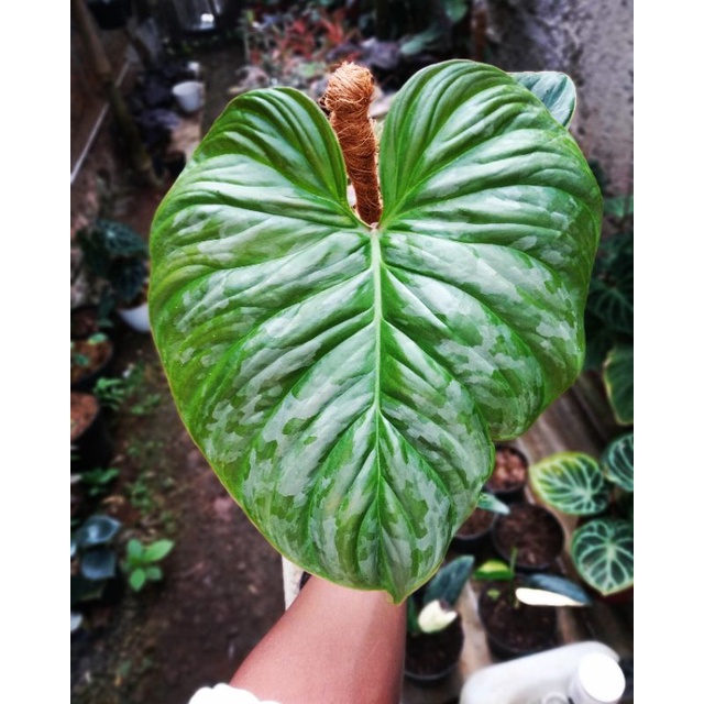 Jual Philo Majestic | Majesty | Philodendron | Tanaman Hias | Shopee ...