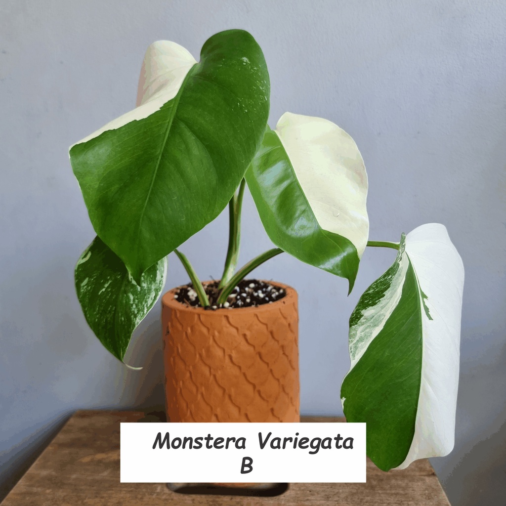 Jual Monstera Variegata / Monstera Albo / Monstera Half Moon Indonesia ...