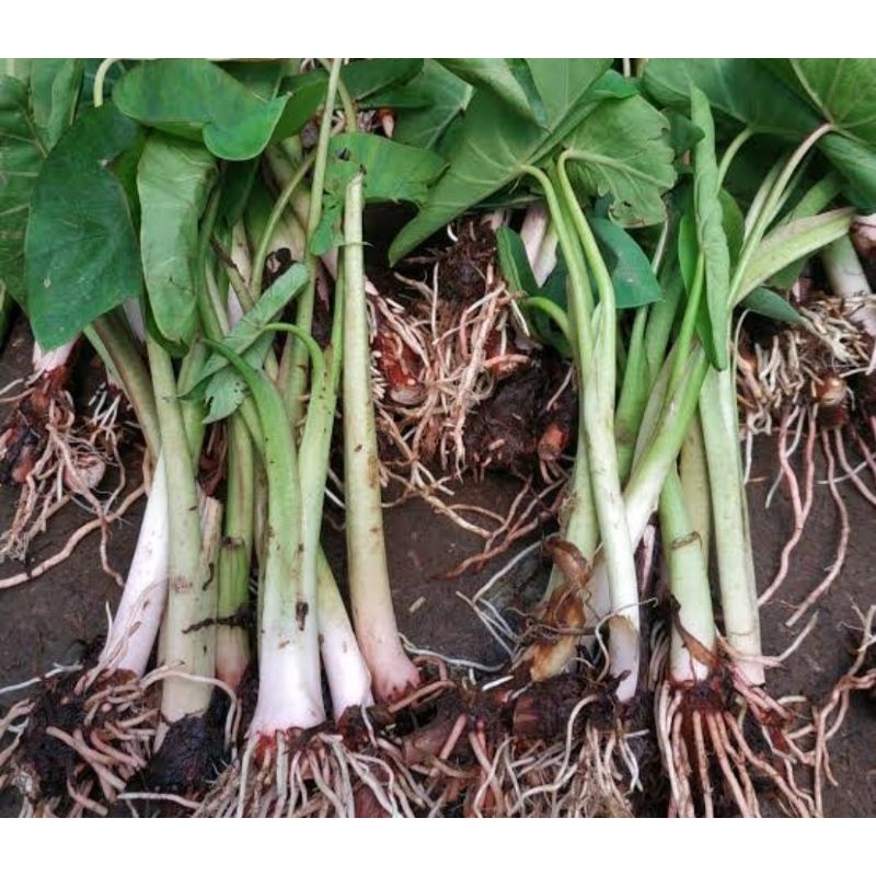 Jual Paket 4 Bibit Talas Belitung Bogor/Pohon talas belitung kimpul ...