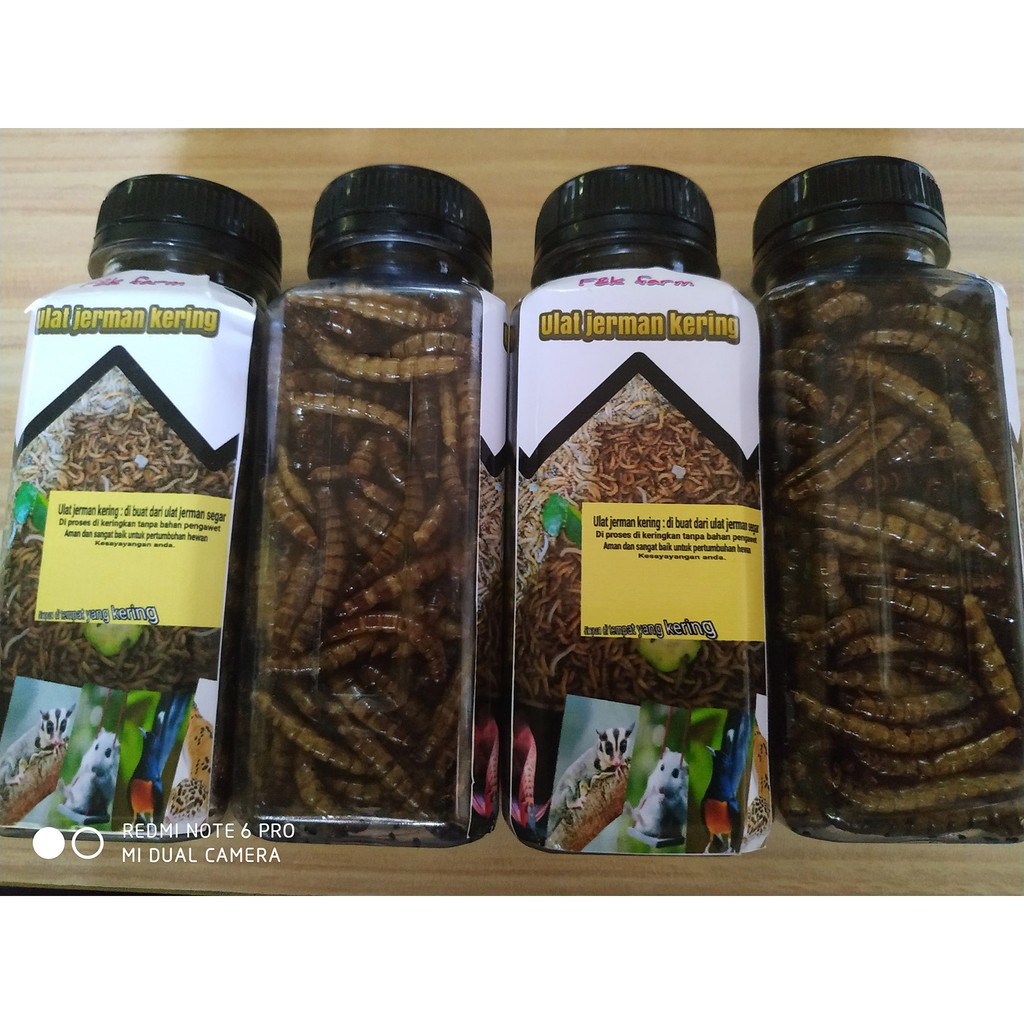 Jual ulat jerman kering Lele Kadal Gecko tupai Kadal Gecko tupai landak ...