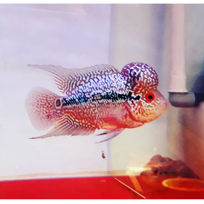 Jual ikan louhan SRD original jenong ( Short Body ) | Shopee Indonesia