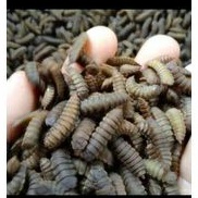 Jual Puppa Pupa lalat bsf kepompong Black Soldier Fly hrga 100 gram ...