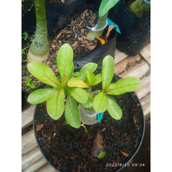 Jual daun plastik, Tanaman Hias Bunga Adenium Kamboja Jepang Grafting ...