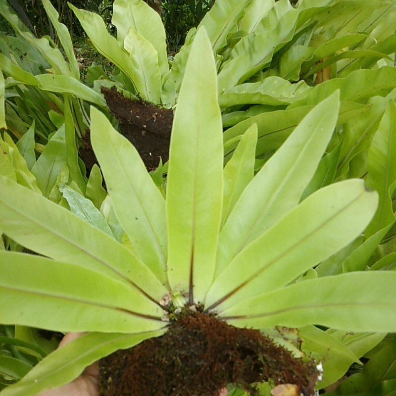 Jual kadaka hutan tanaman hias kadaka pohon murah kadaka mini Indonesia ...