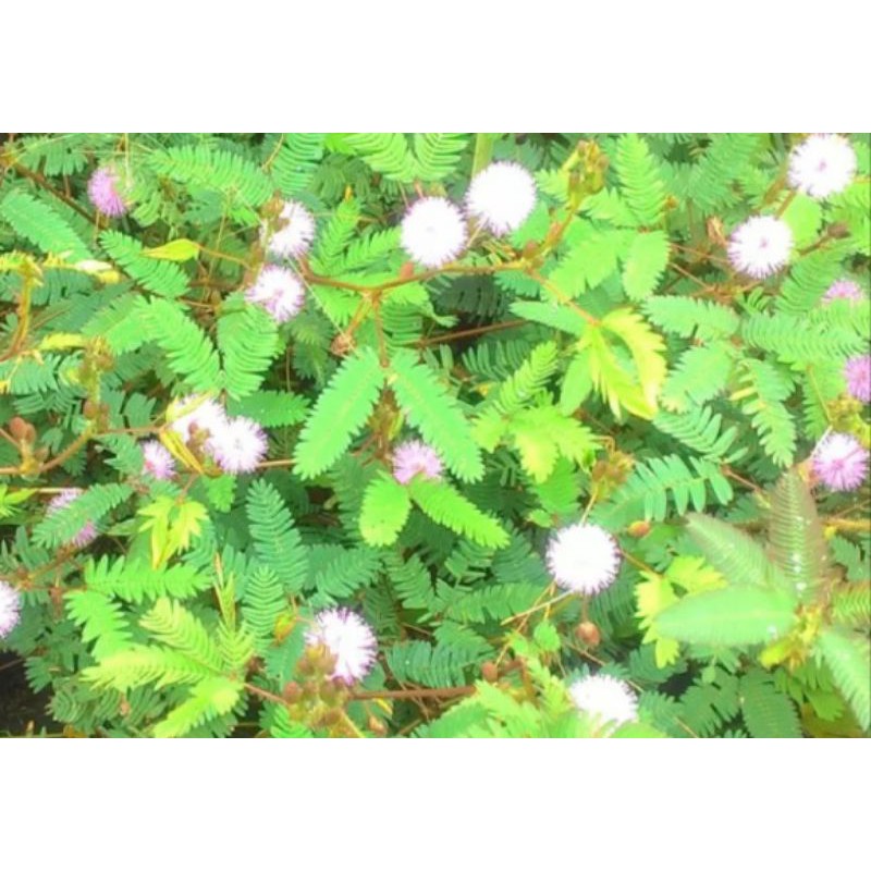 Jual tanaman janda malu/rebah bangun/ putri rindu(pohon berduri ...