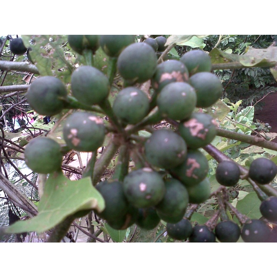 Jual DAUN TAKOKAK SEGAR - Takokak / Tekokak (solanum torvum) | Shopee ...