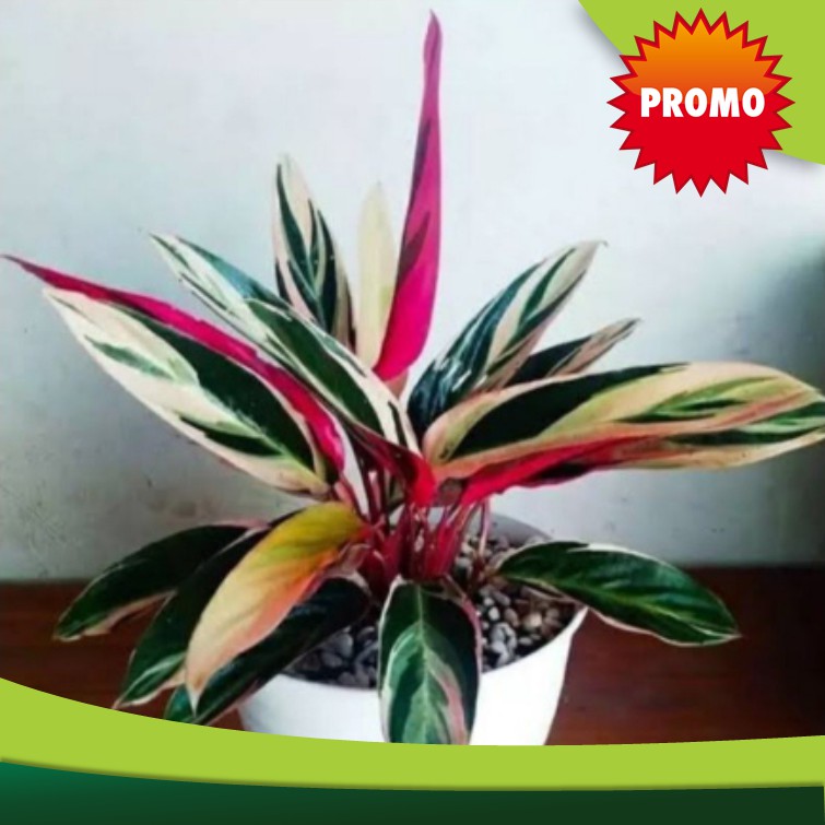 Jual Promo!!!! tanaman hias bunga calathea multicolor/kalatea merah ...