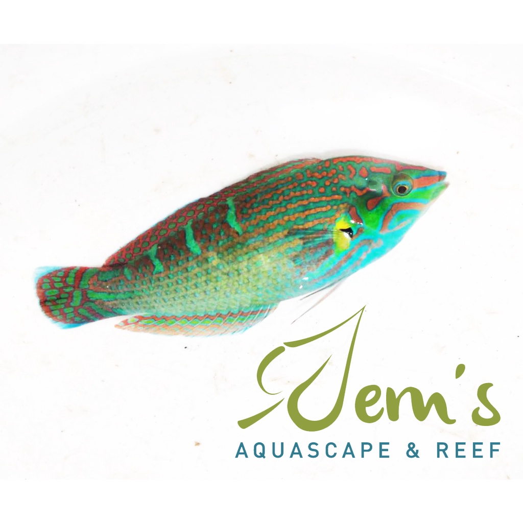 Jual Ikan Air Laut Keling Bayeman Batik (Red-Lined Wrasse) | Shopee ...