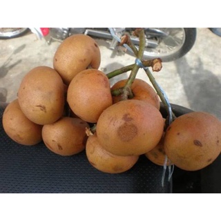 Jual Buah Kapul / Buah Tampui / Buah Tampoi Mirip Manggis Khas ...